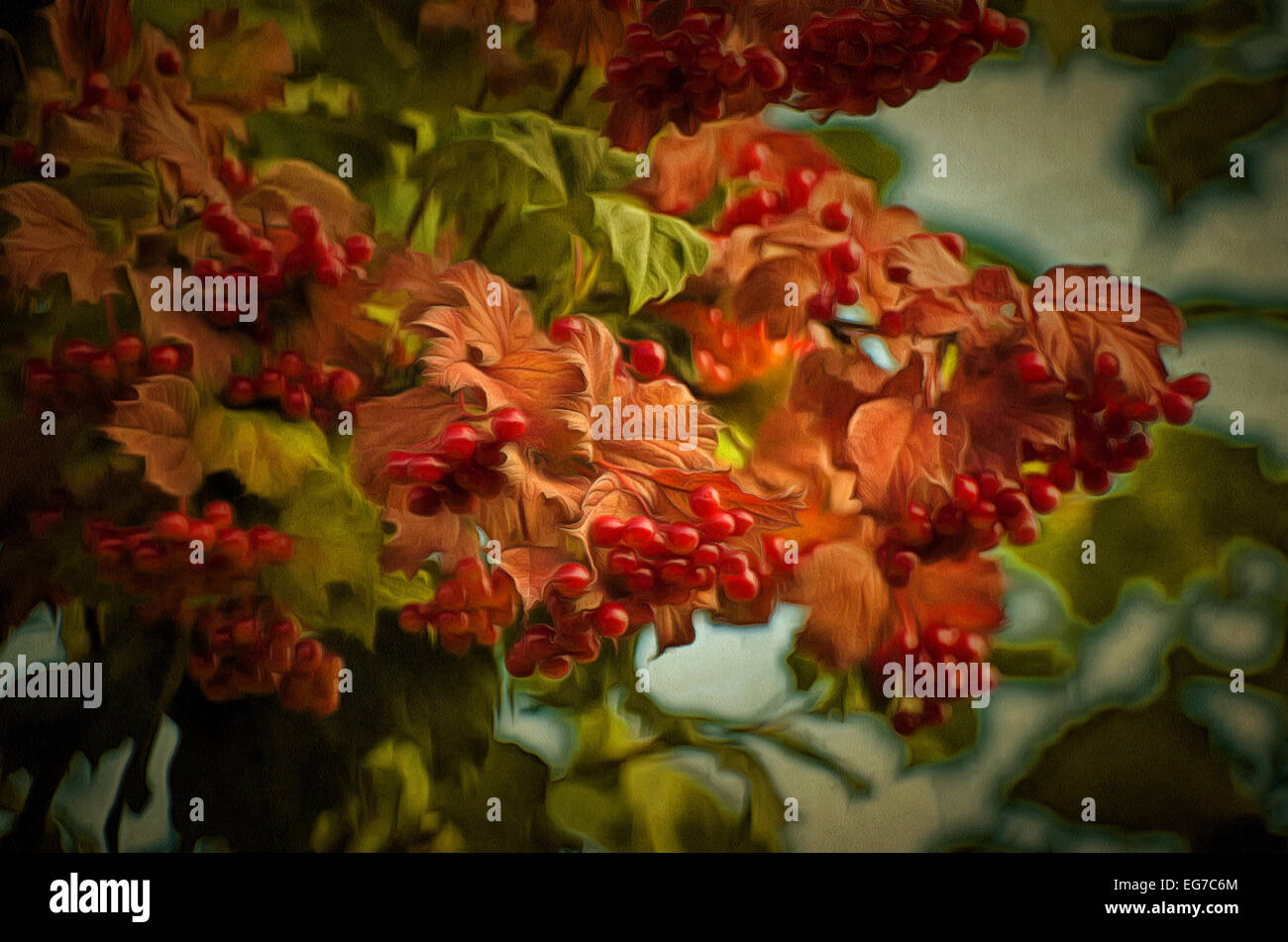 Graphics Red Snowball Tree High Resolution Stock Photography and Images ...