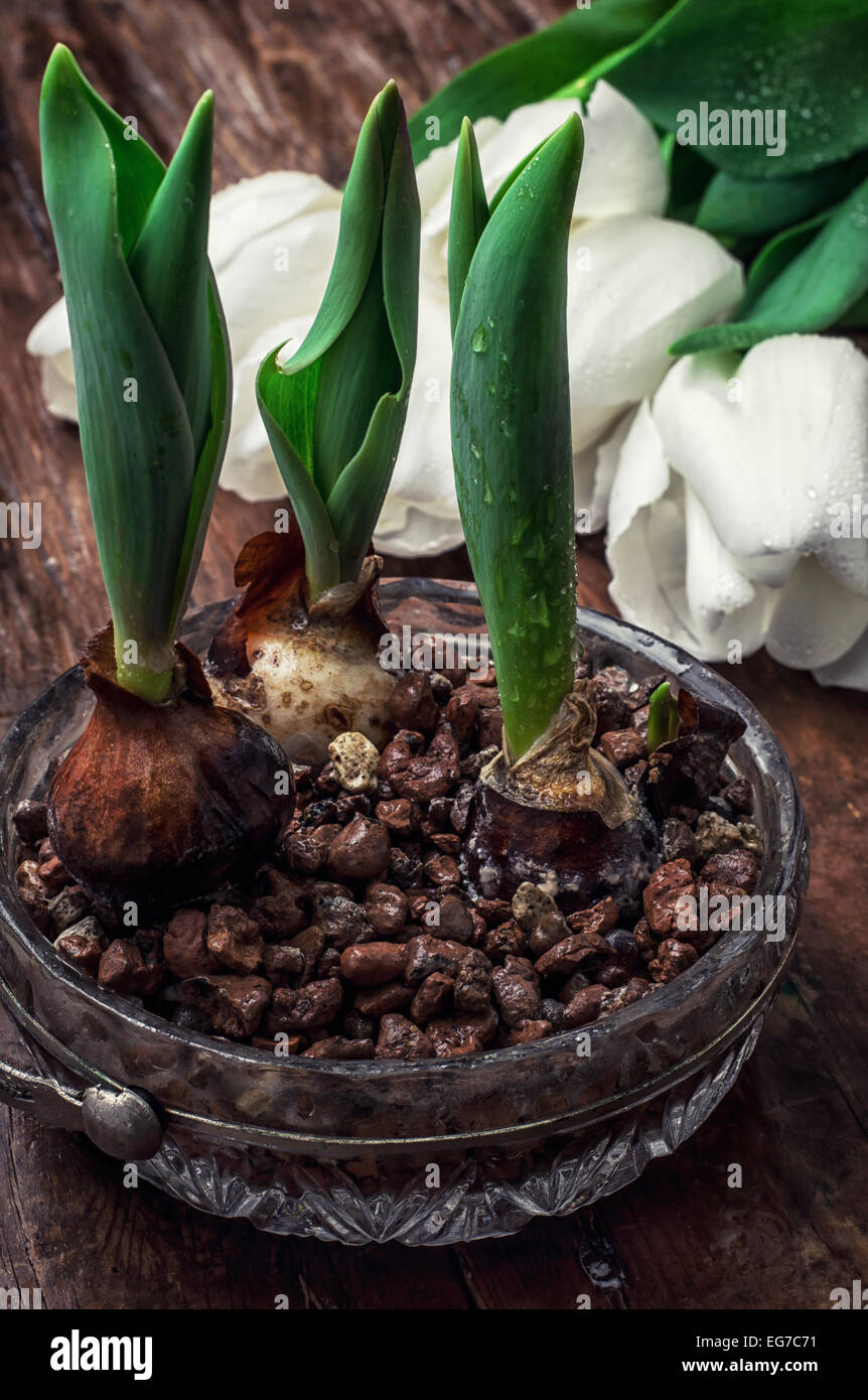 sprouted bulbs on white background fresh cut tulips Stock Photo - Alamy