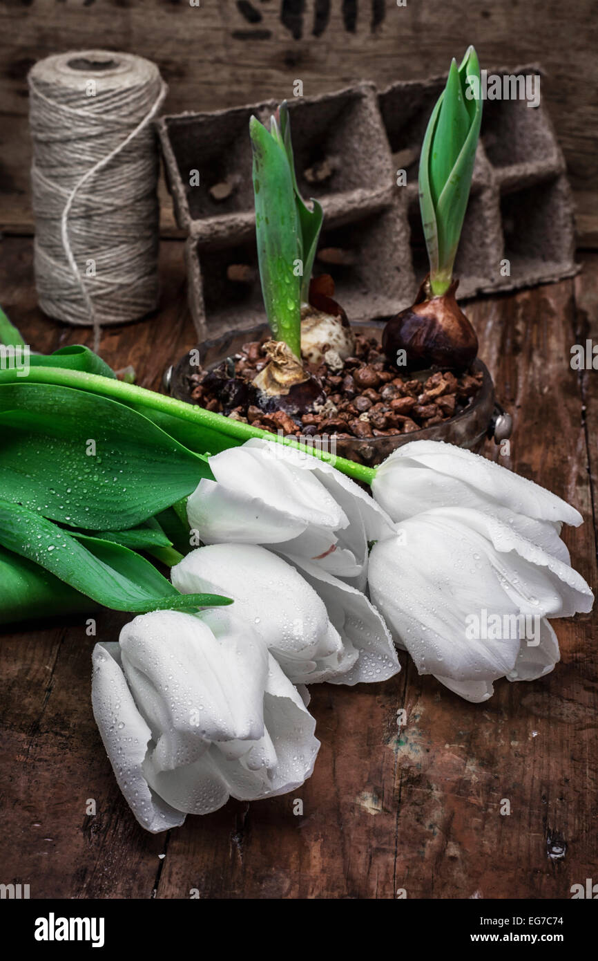 sprouted bulbs on white background fresh cut tulips Stock Photo - Alamy