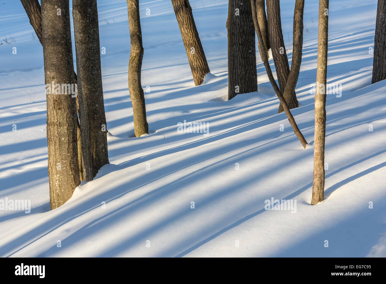 Tree shadows blue with the scattered light of a clear blue winter sky ...