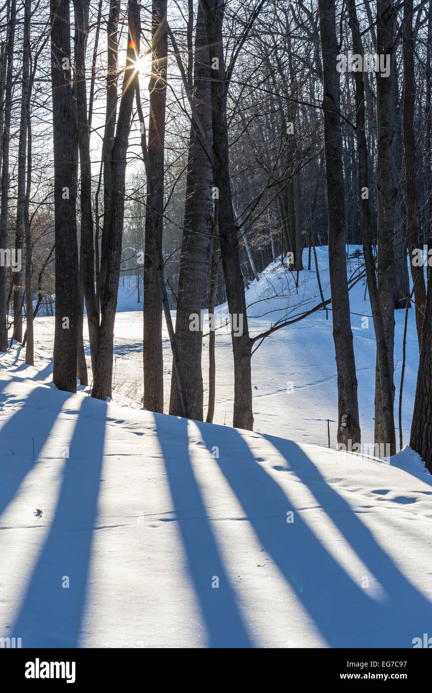 Tree shadows blue with the scattered light of a clear blue winter sky ...