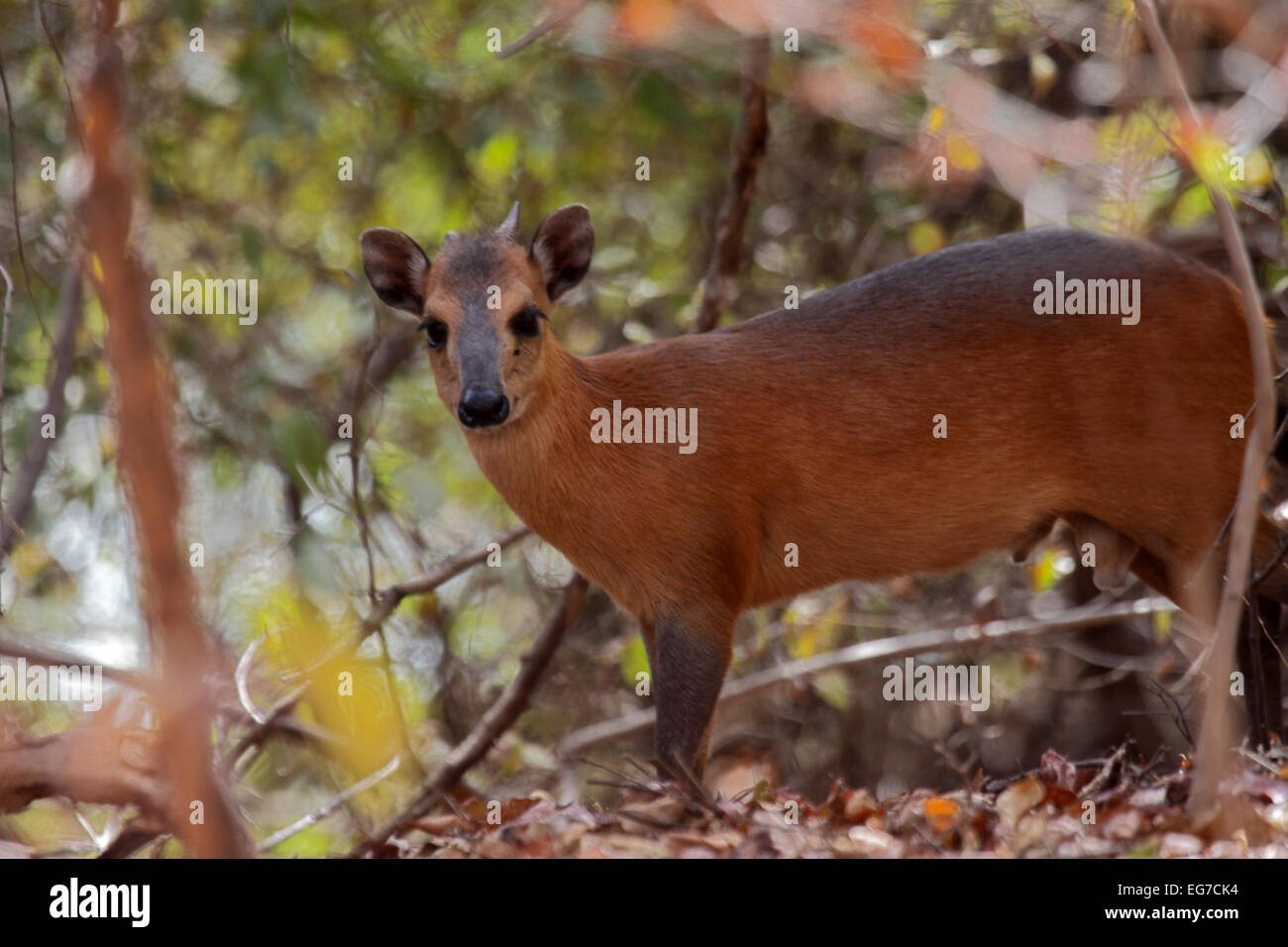 Red flanked duiker in forest in Senegal Stock Photo - Alamy