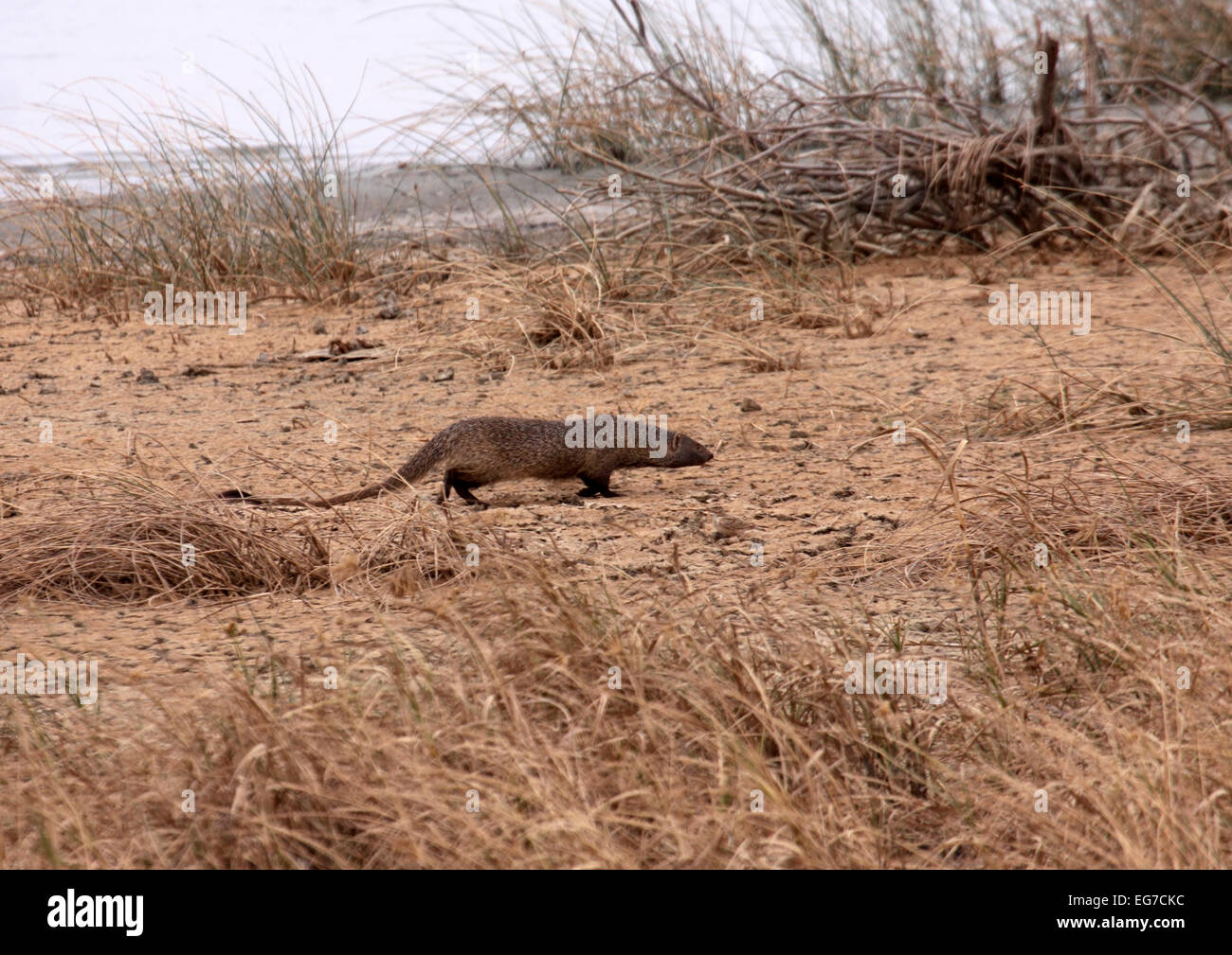 Ichneumon mongoose prowling around the edges of body of water in ...