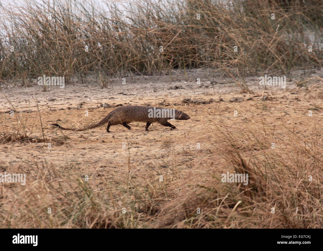 Ichneumon mongoose prowling around the edges of body of water in ...