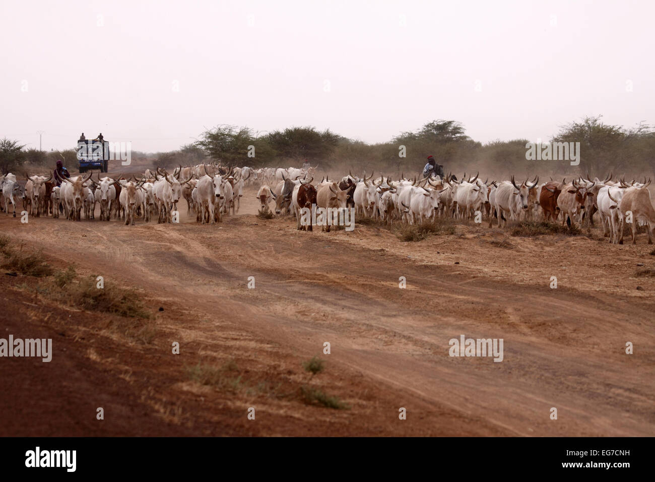 Domestic cattle herd being driven along track in Senegal Stock Photo ...