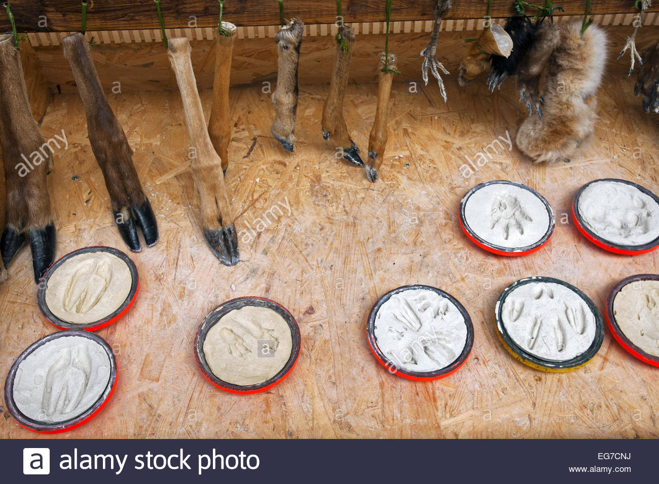 Foot Plaster Cast Stock Photos & Foot Plaster Cast Stock Images - Alamy