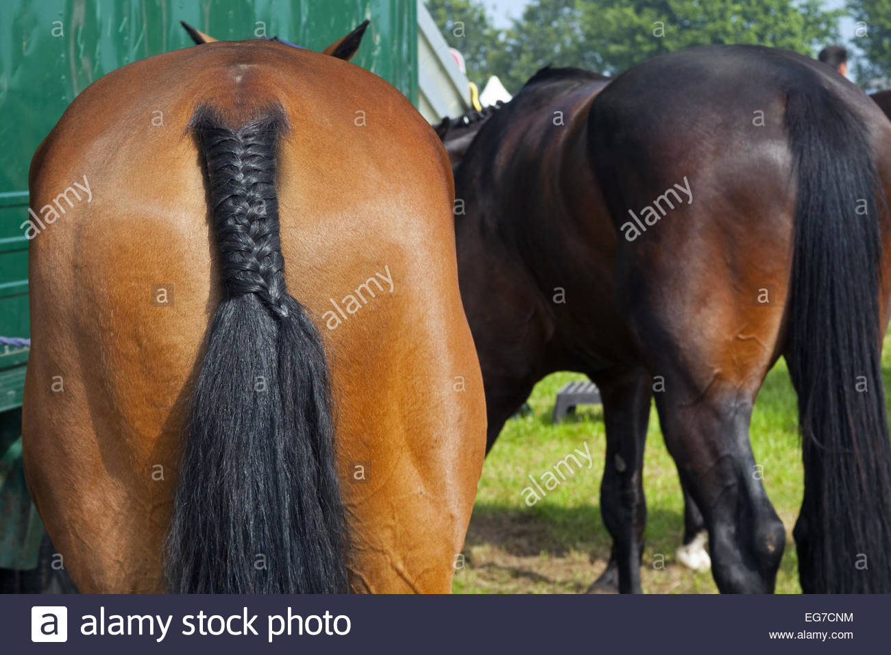 Horse Tail Braid Stock Photos & Horse Tail Braid Stock Images - Alamy
