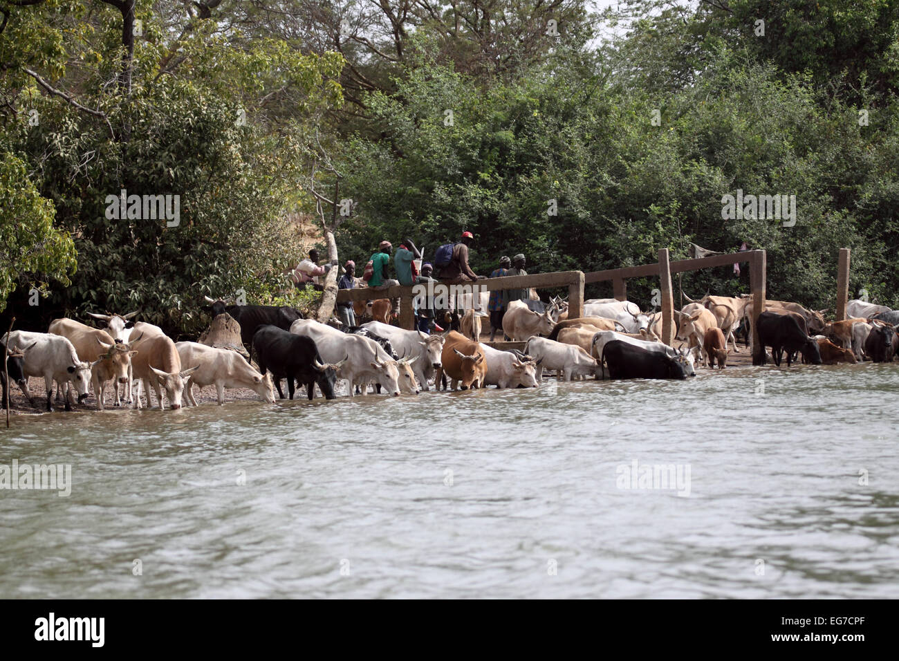 Domestic cattle herd drinking in River Gambia in Senegal Stock Photo ...