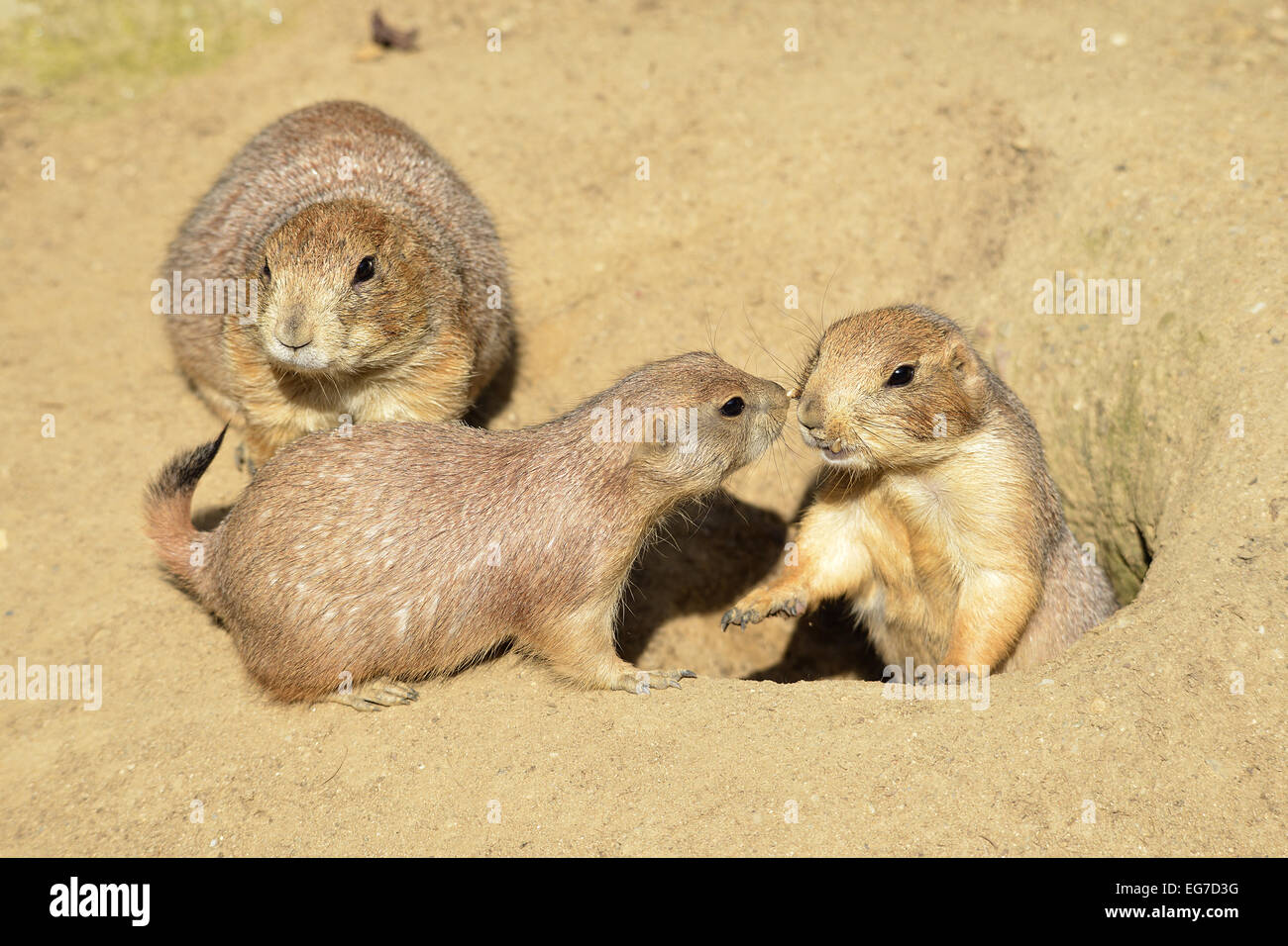 Three prairie dogs hi-res stock photography and images - Alamy