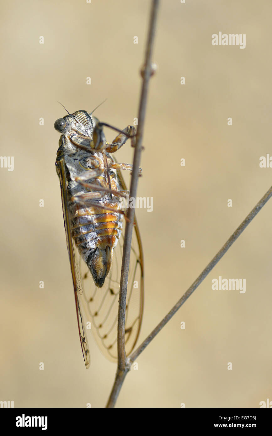 Cicada france hi-res stock photography and images - Alamy