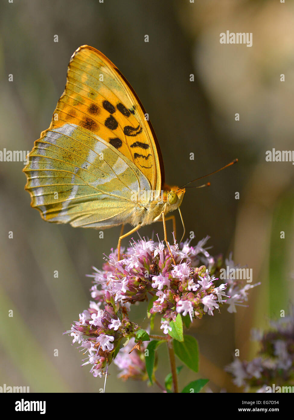 Mediterranean brown butterfly hi-res stock photography and images - Alamy