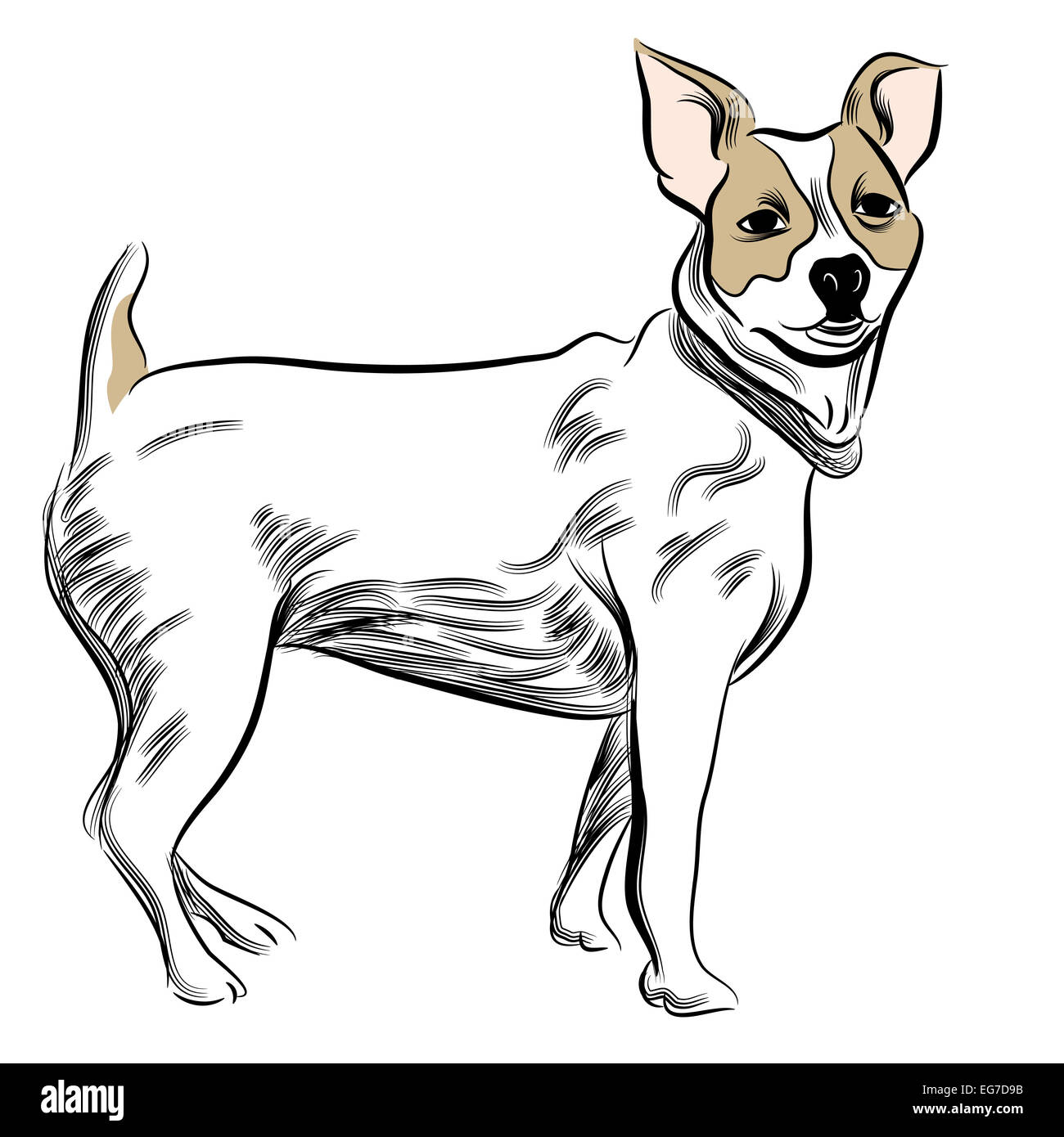 Cartoon dog jack russell terrier hi-res stock photography and images ...