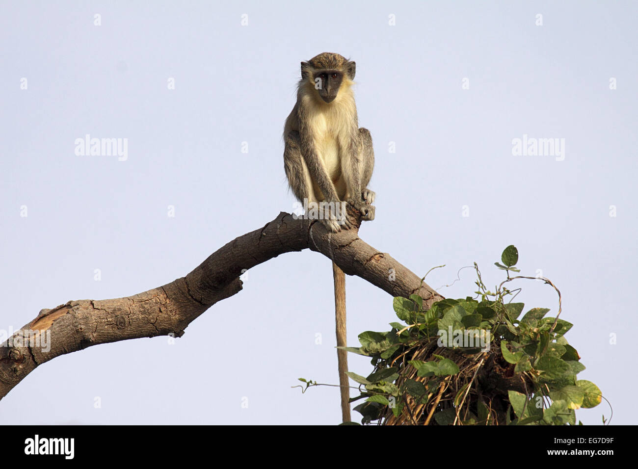 Callithrix monkey sitting in canopy of tree in Senegal Stock Photo - Alamy