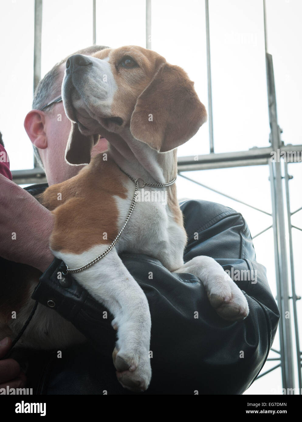 Manhattan, New York, USA. 18th Feb, 2015. 2015 Westminster Kennel Club ...
