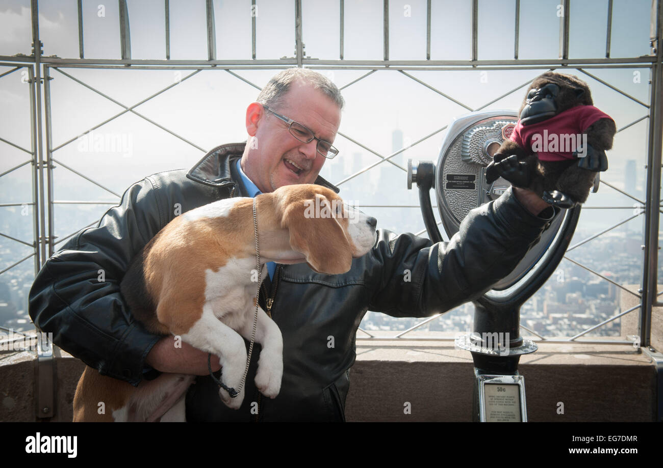 Manhattan, New York, USA. 18th Feb, 2015. 2015 Westminster Kennel Club ...