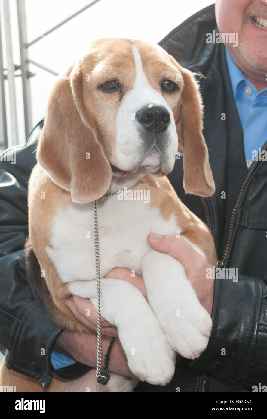 Manhattan, New York, USA. 18th Feb, 2015. 2015 Westminster Kennel Club ...