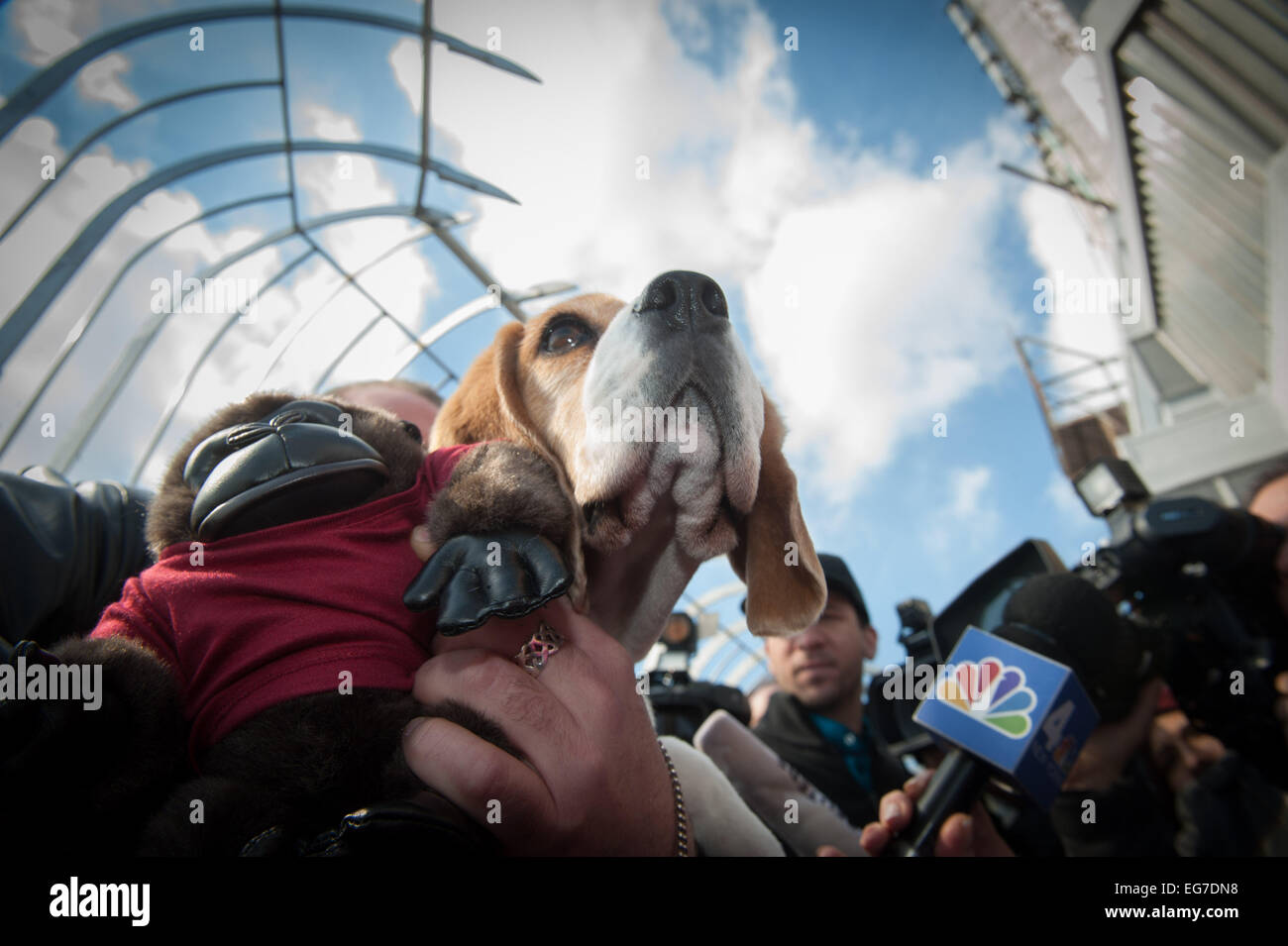 Manhattan, New York, USA. 18th Feb, 2015. 2015 Westminster Kennel Club ...