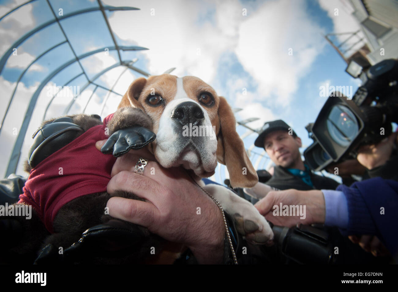Manhattan, New York, USA. 18th Feb, 2015. 2015 Westminster Kennel Club ...