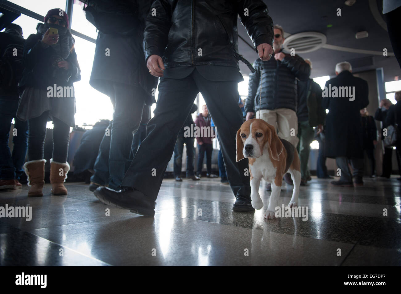 Manhattan, New York, USA. 18th Feb, 2015. 2015 Westminster Kennel Club ...