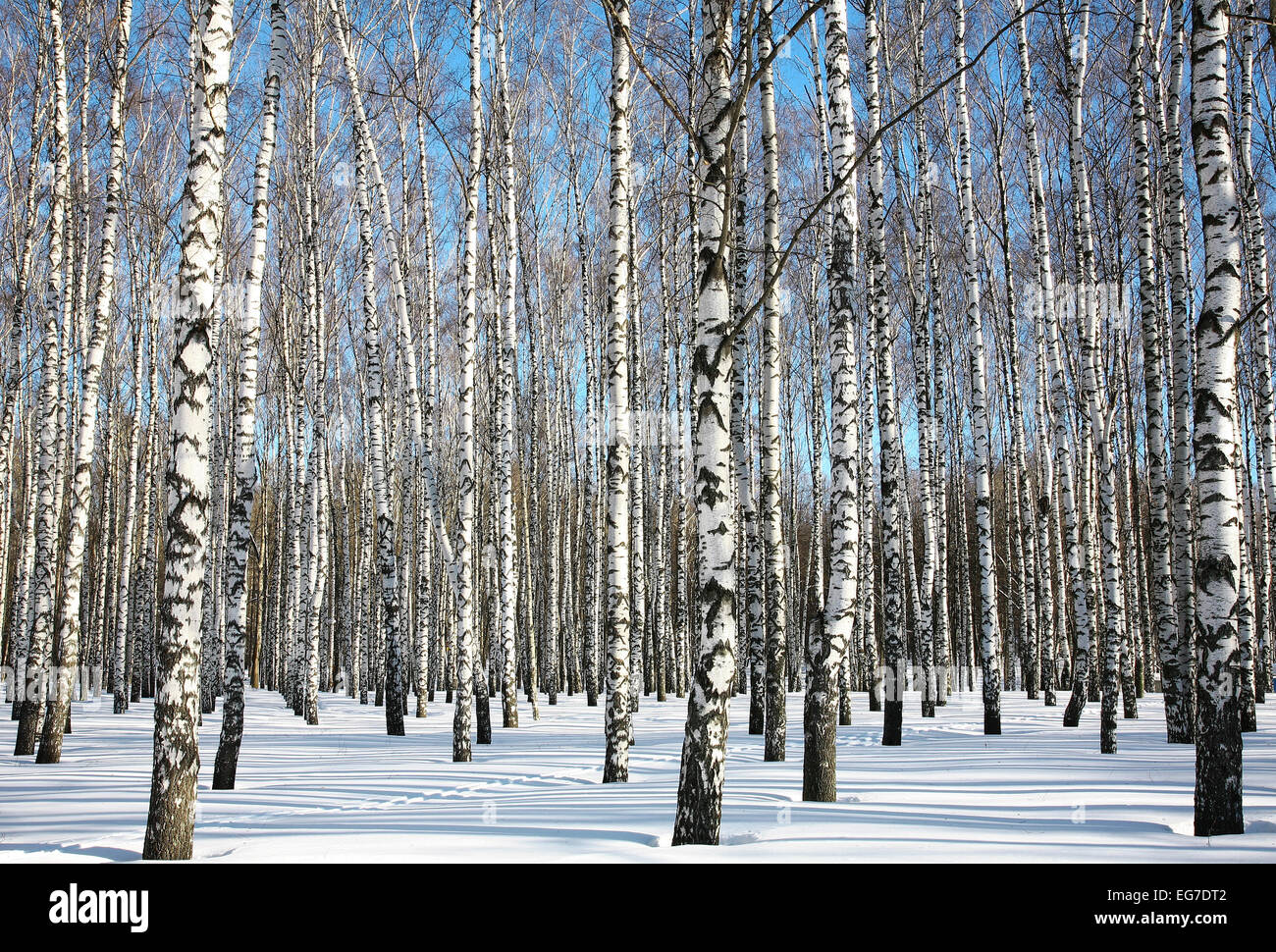 Birch blue sky hi-res stock photography and images - Alamy