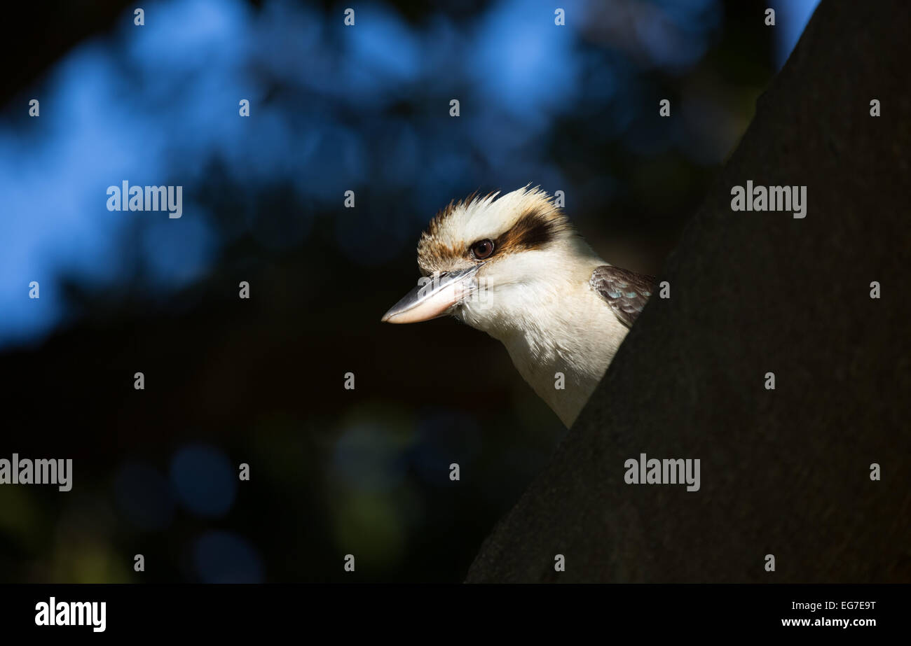 Laughing kookaburra hi-res stock photography and images - Alamy