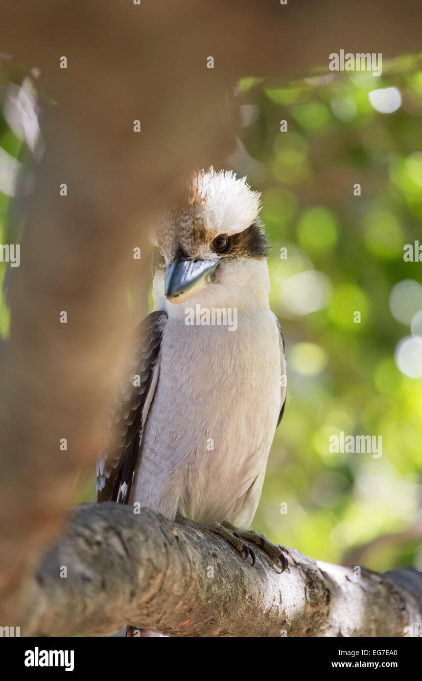 A Laughing Kookaburra photographed in Sydney Botanical Gardens ...