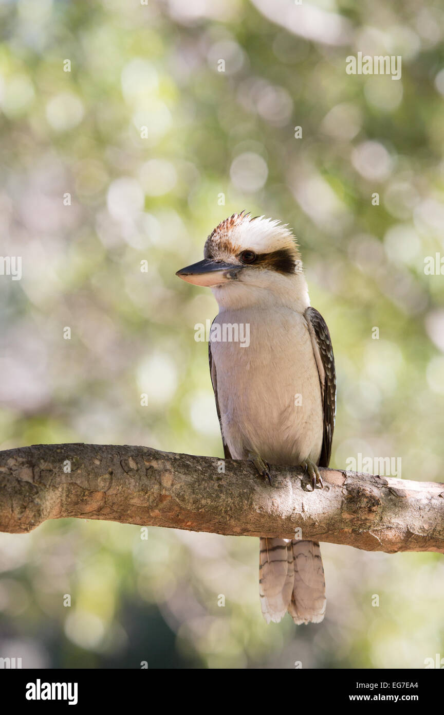 A Laughing Kookaburra photographed in Sydney Botanical Gardens ...