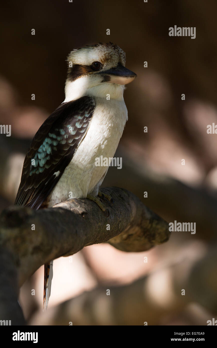 A Laughing Kookaburra photographed in Sydney Botanical Gardens ...