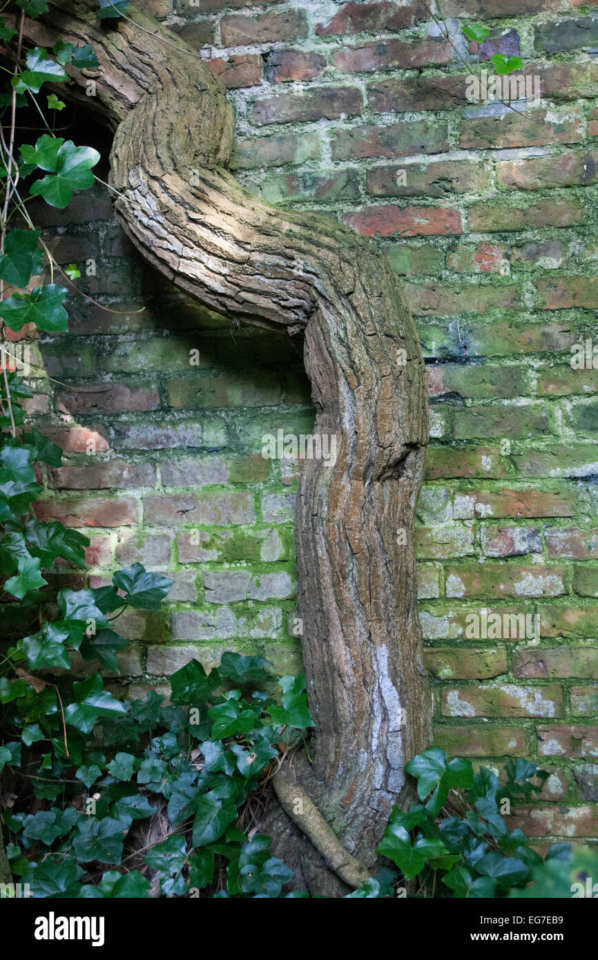 Twisted tree trunk hi-res stock photography and images - Alamy