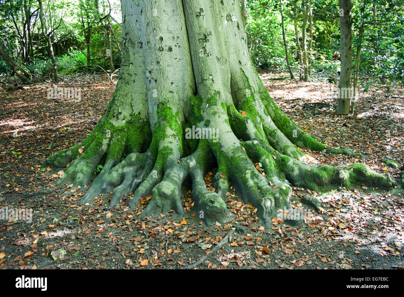 Tree roots green hi-res stock photography and images - Alamy
