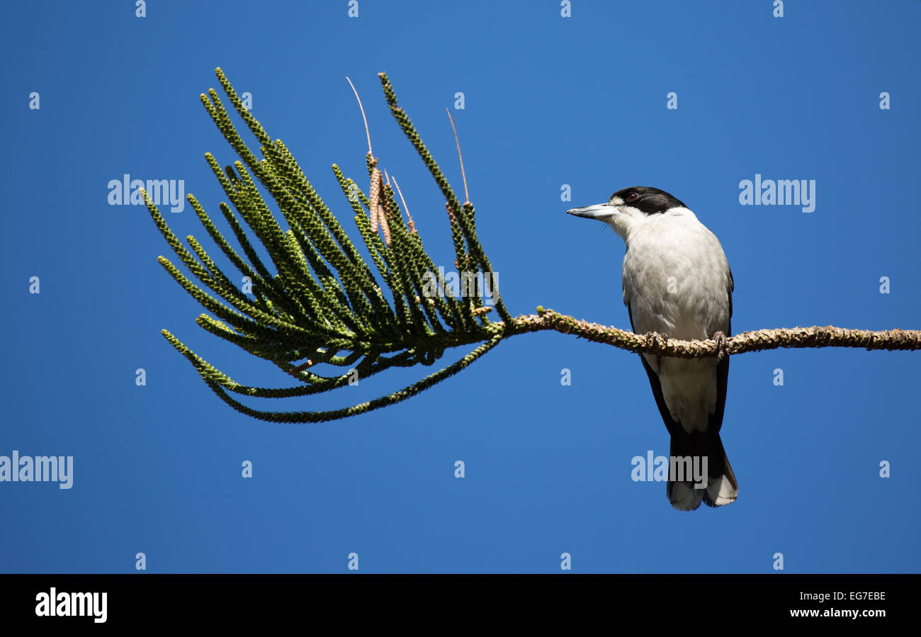 Grey butcherbird, Sydney botanical gardens, Australia Stock Photo - Alamy