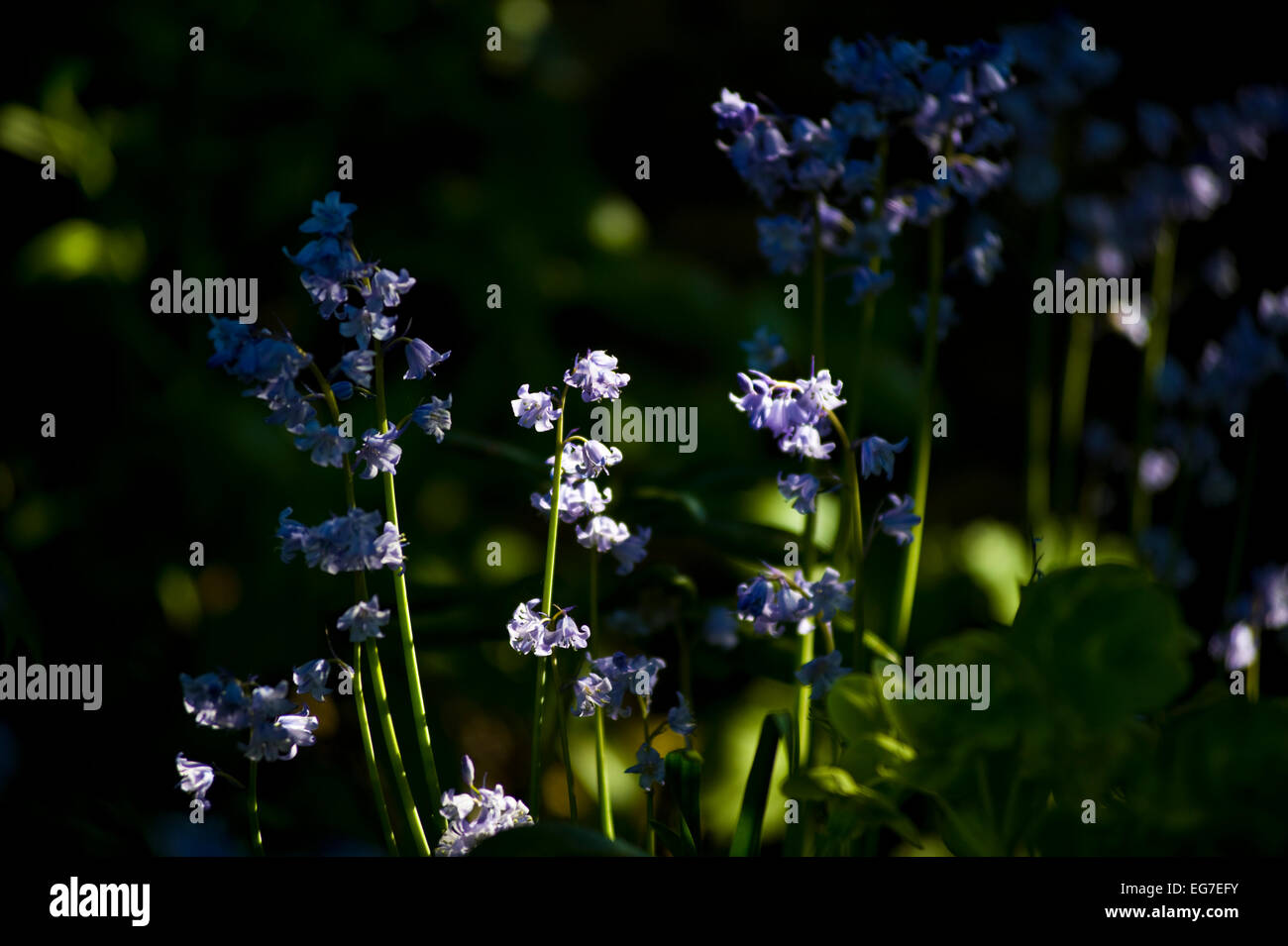 Perfect bluebells hi-res stock photography and images - Alamy