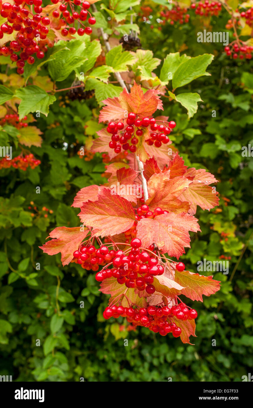 Red berries on garden shrub - France Stock Photo - Alamy