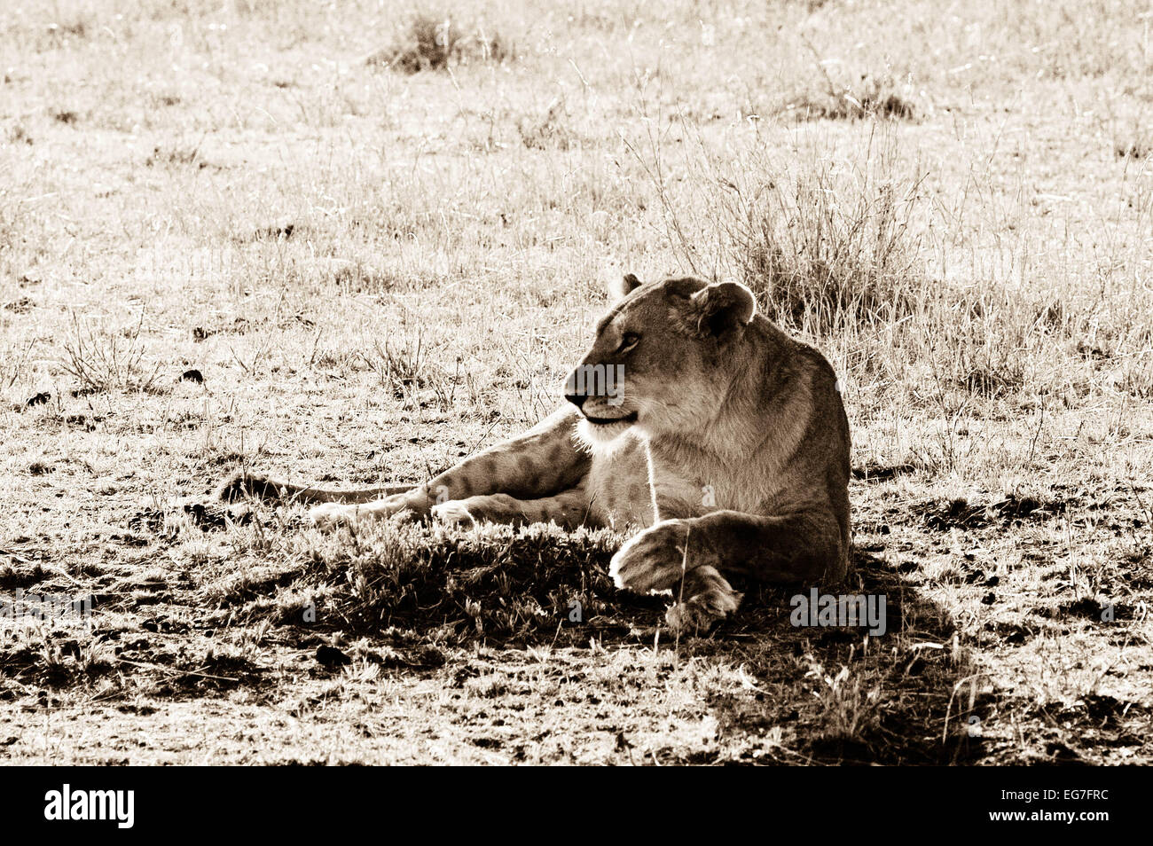 A female lion washes herself calmly in the heat of the afternoon ...