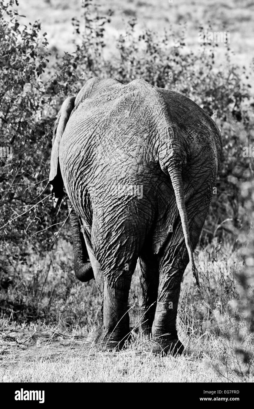 Safari elephant africa Black and White Stock Photos & Images - Alamy