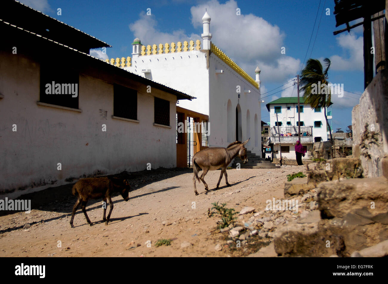 Lamu donkey hi-res stock photography and images - Alamy