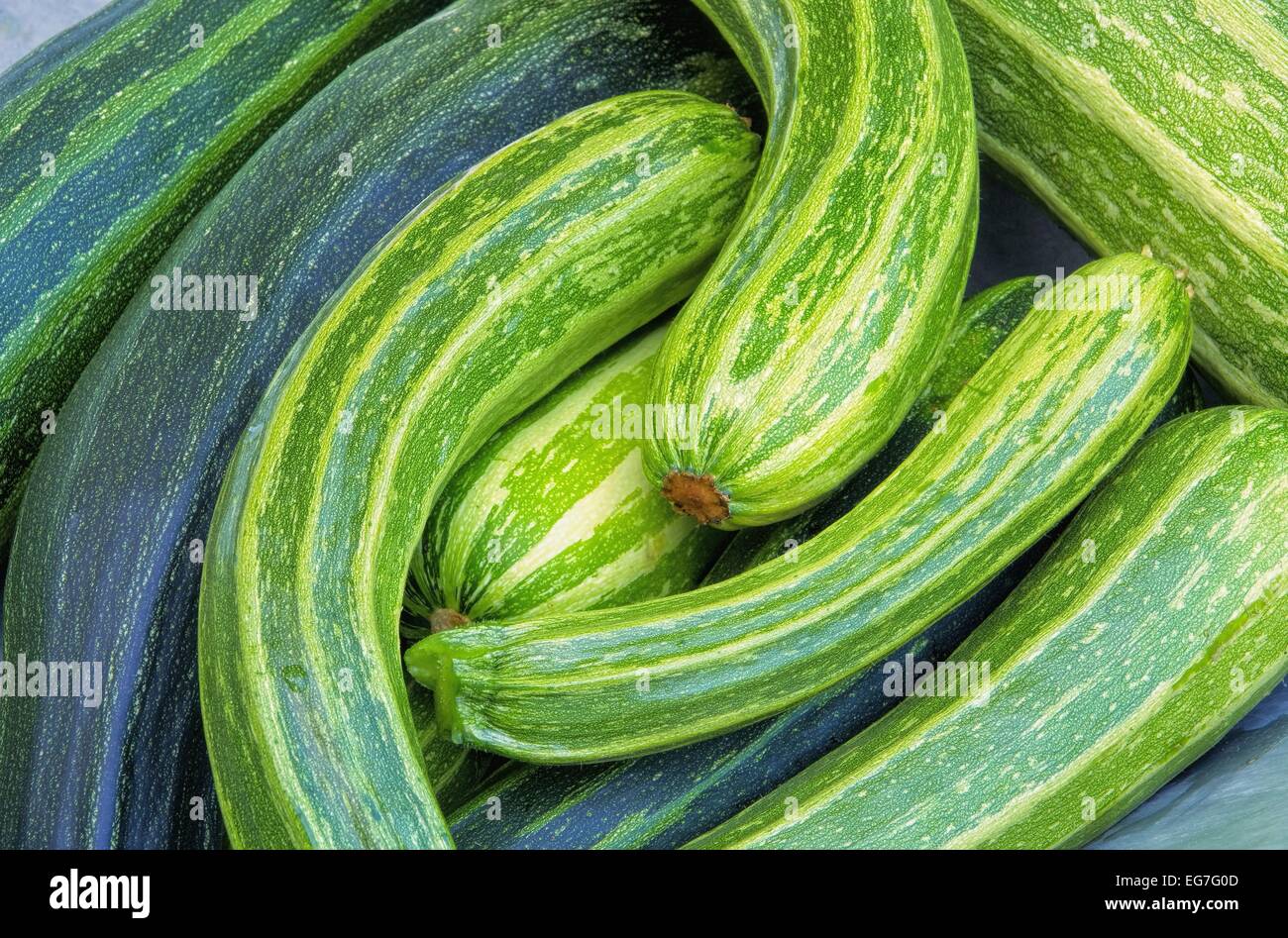 Zucchini - courgette 10 Stock Photo - Alamy