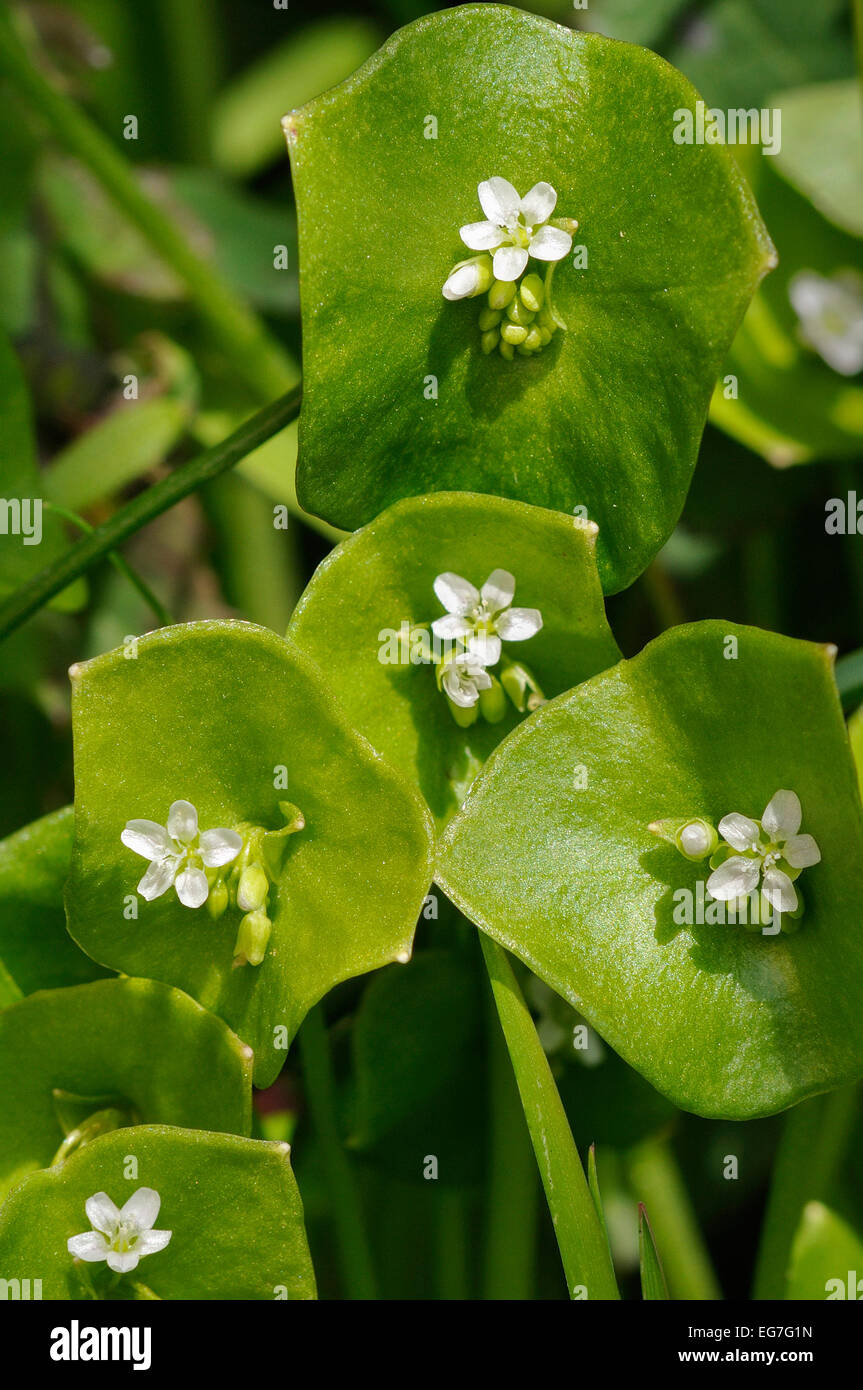 Perfoliate Miner's lettuce, Claytonia perfoliata Stock Photo - Alamy