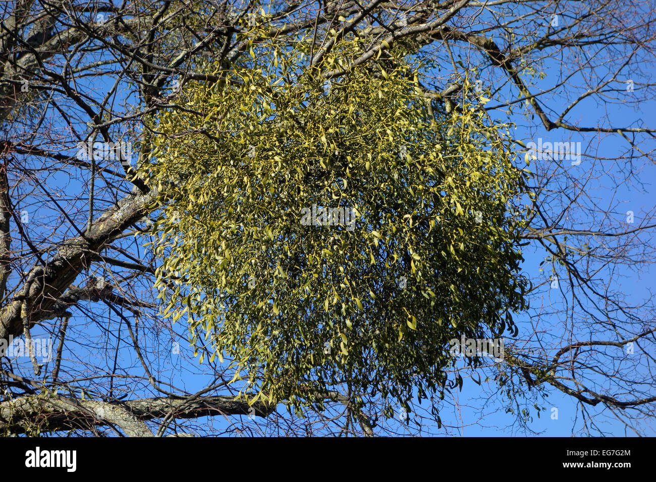Mistletoe ( Viscum album ) Growing in a Deciduous Tree in Winter, UK ...