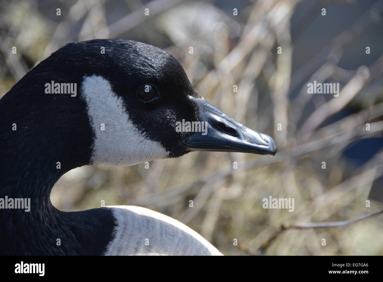 Big grey goose hi-res stock photography and images - Alamy