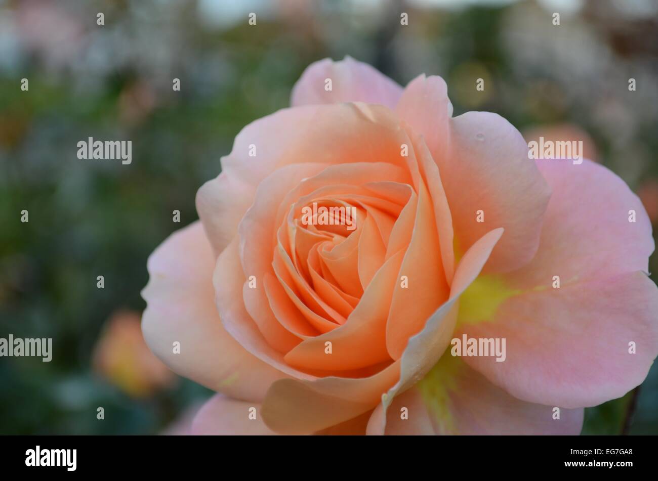 Peach Rose Close-up Stock Photo - Alamy