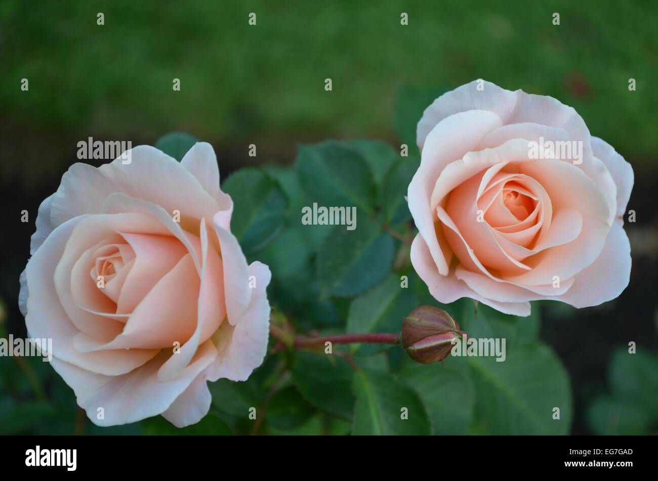 Two Beautiful Roses Stock Photo - Alamy