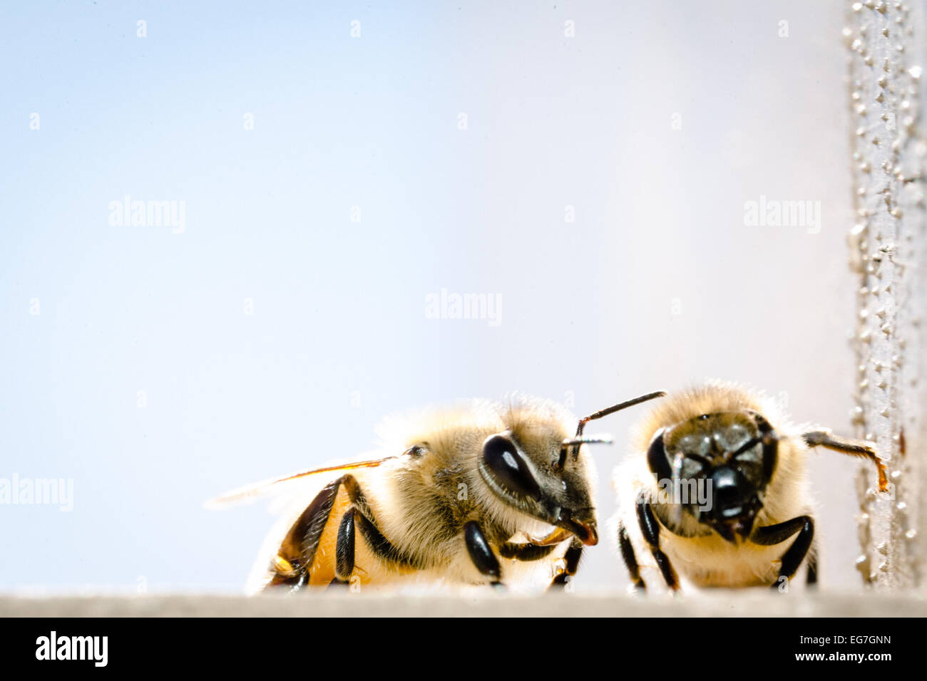 Guard bees hi-res stock photography and images - Alamy
