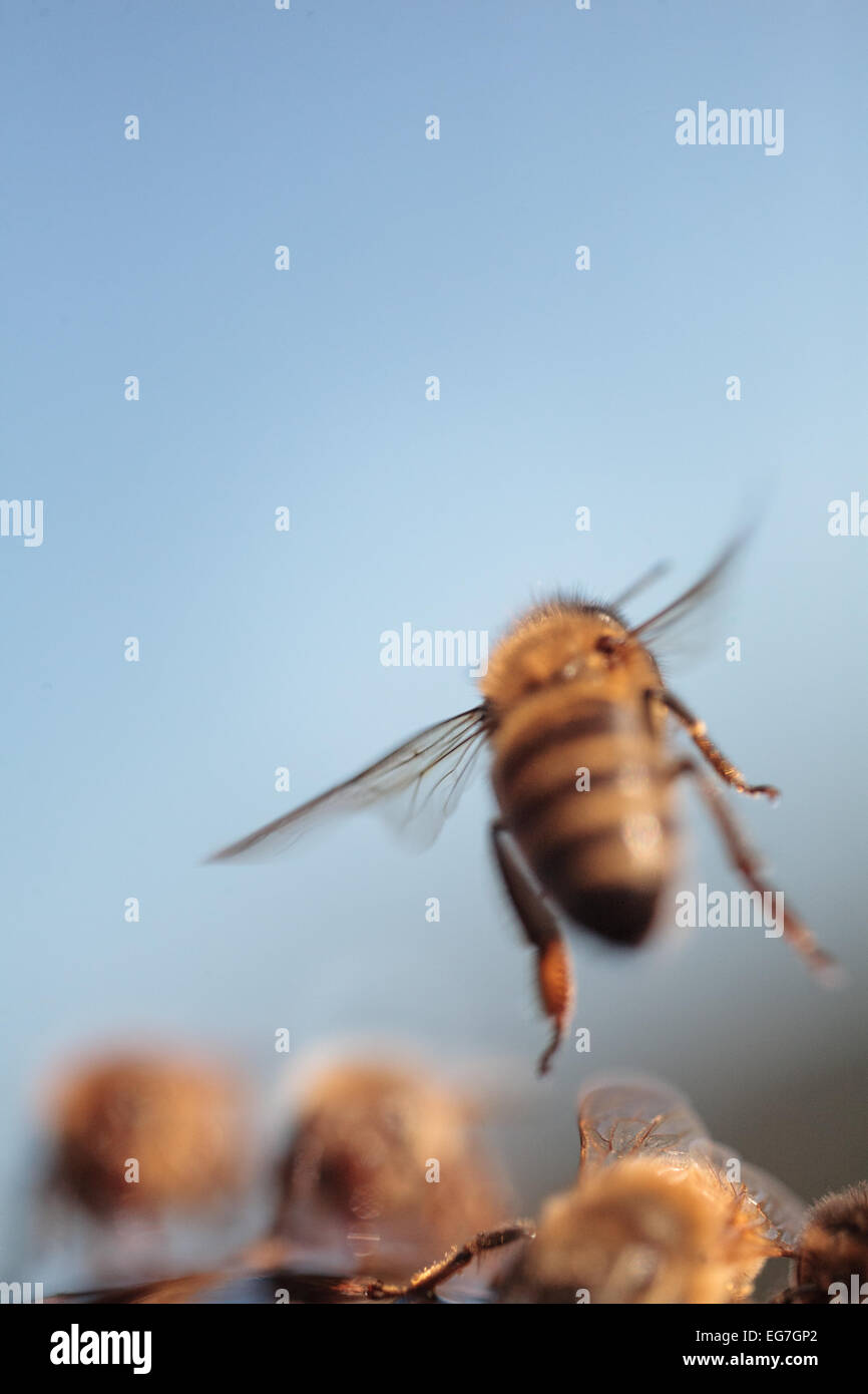 Bee in flight Stock Photo - Alamy
