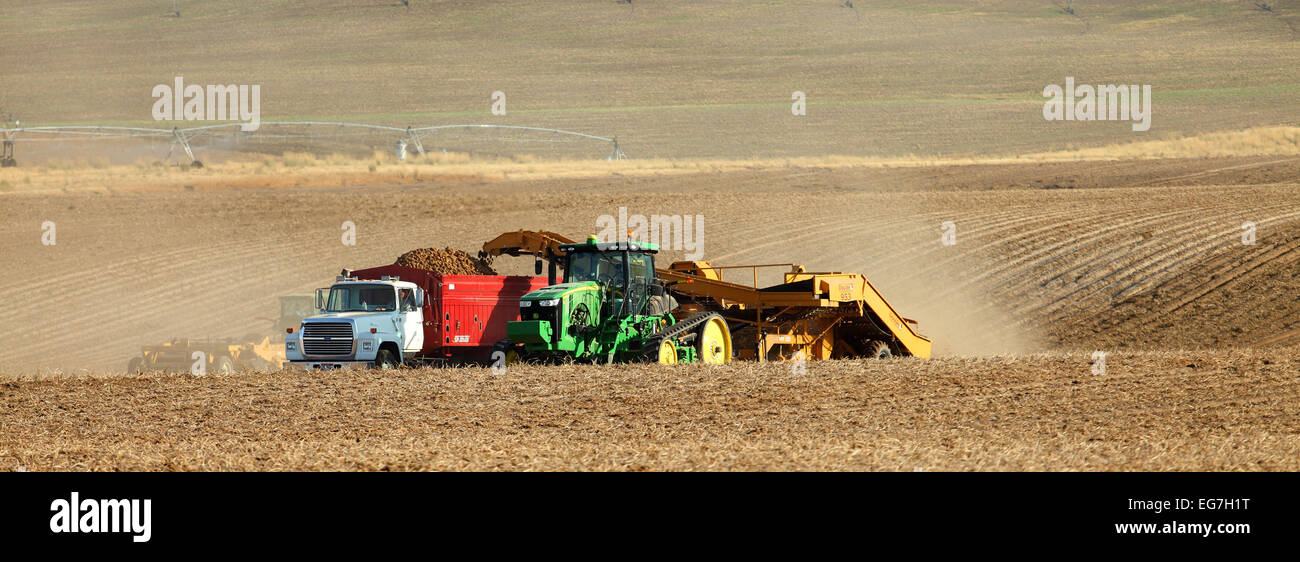 Farmers and field hands use farm machinery in the field harvesting ...