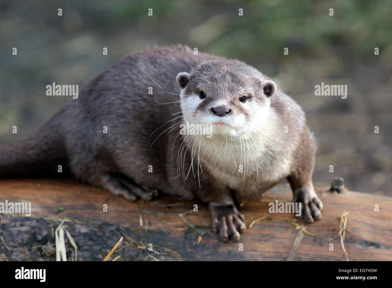 Otter on log hi-res stock photography and images - Alamy
