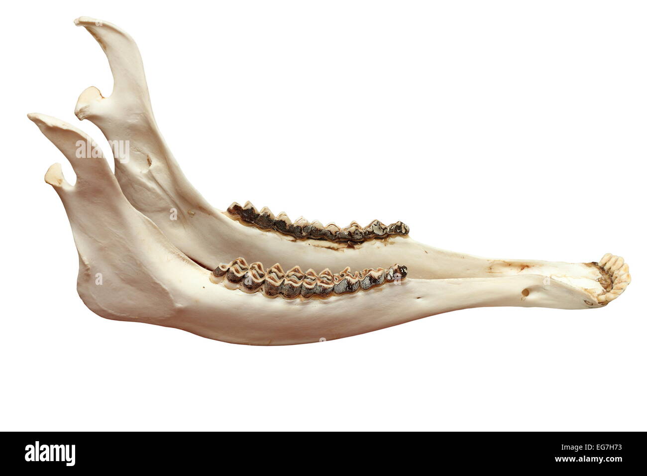 Mandible hi-res stock photography and images - Alamy