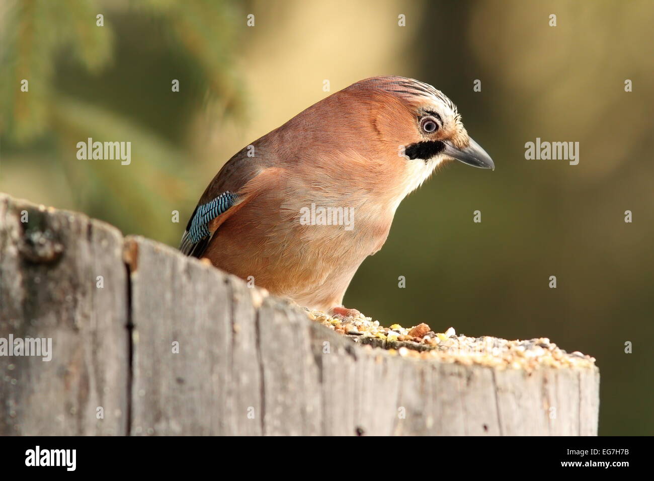 european jay ( Garrulus glandarius ) standing on stump Stock Photo - Alamy