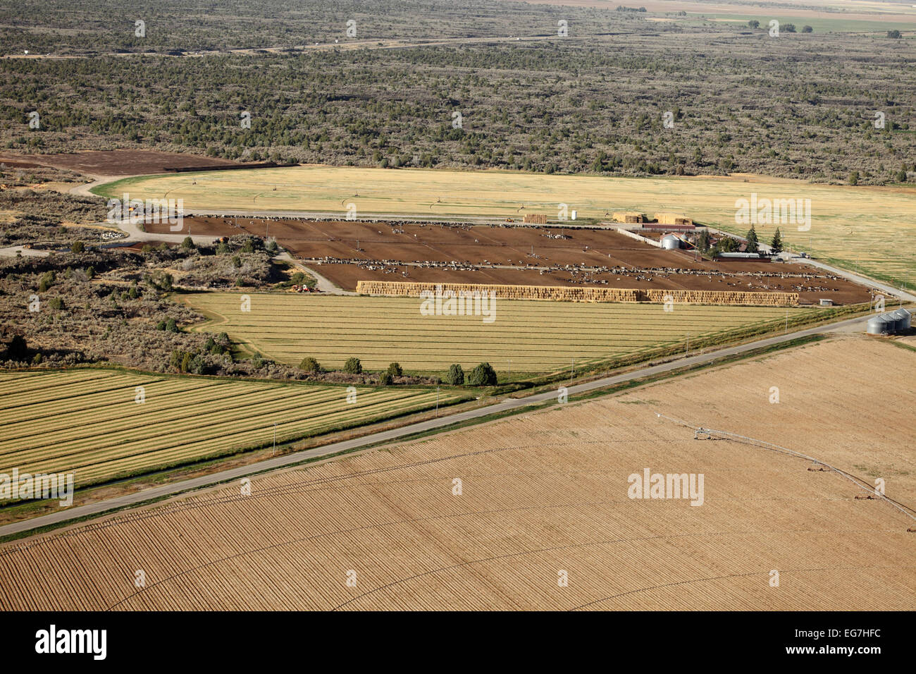 Modern Dairy Farm Outside