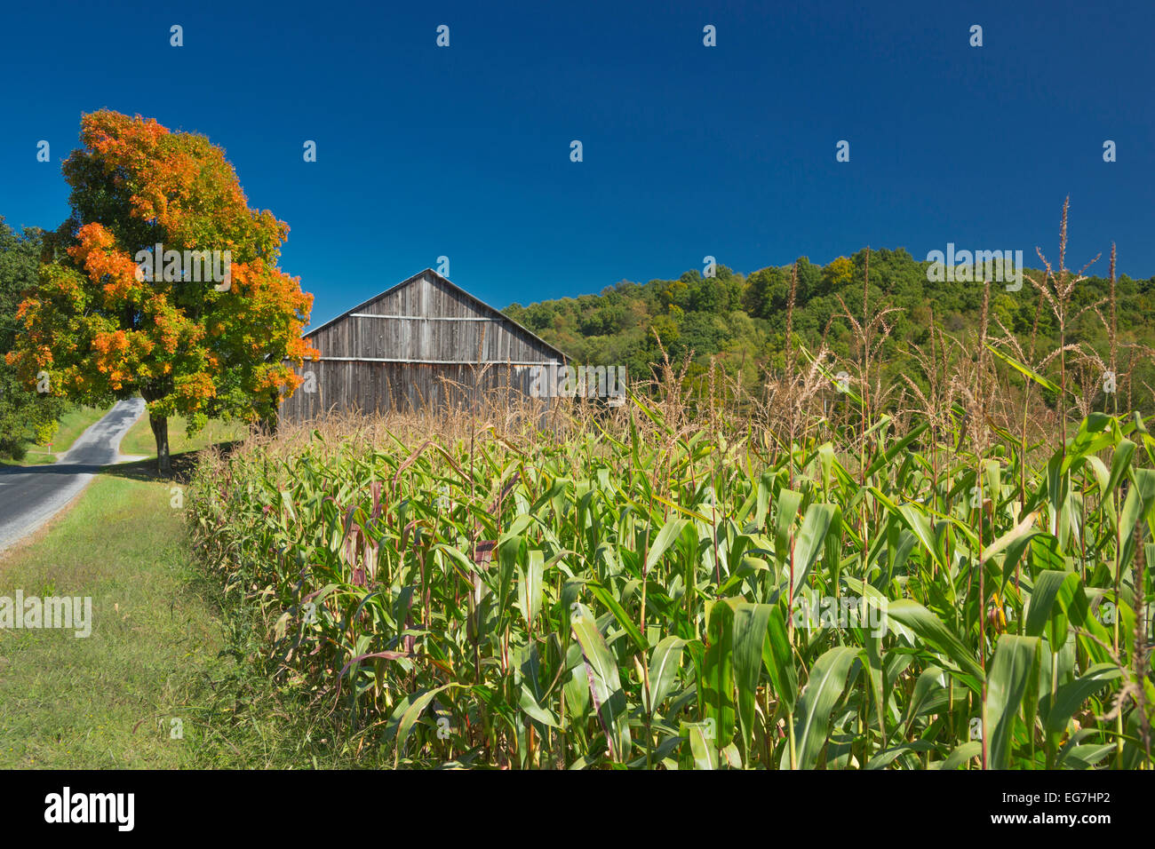 FALL SCENIC ROADSIDE CORNFIELD SINGLE TREE BARN INDIANA COUNTY ...